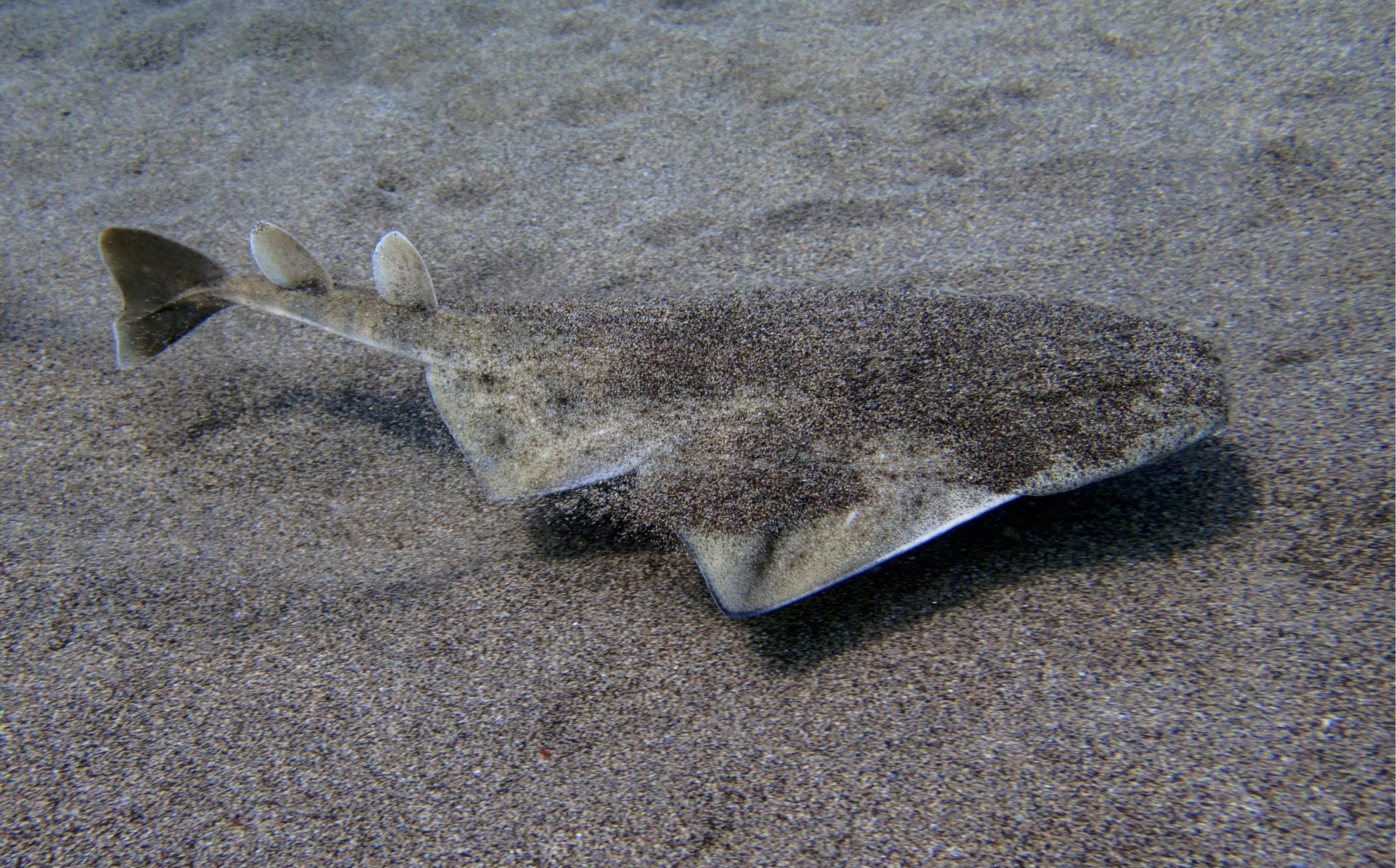 Strengthening Angel Shark Conservation Southern Aegean Sea Shark Conservation Fund